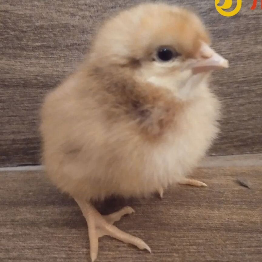 Цыплята Редбро суточные