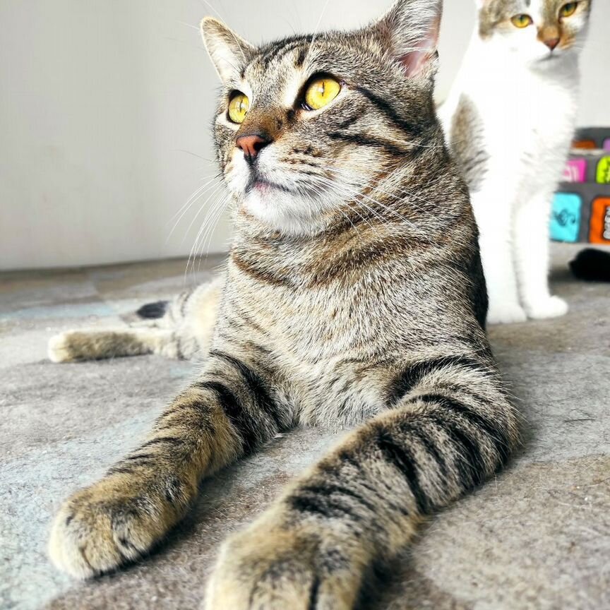 Полосатый кот Тигра