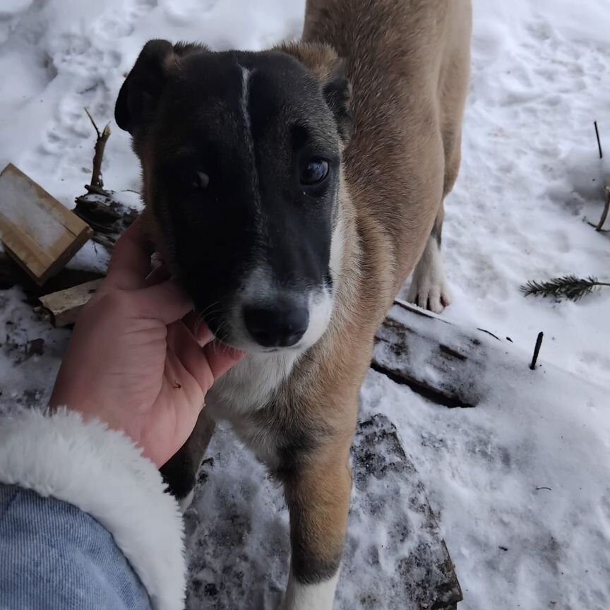 Собака в добрые руки