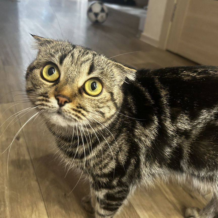 Шотландская вислоухая кошка