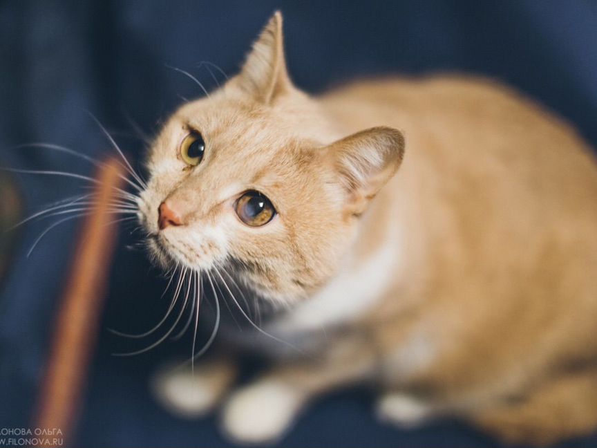 Котик Маврик из приюта в добрые руки бесплатно