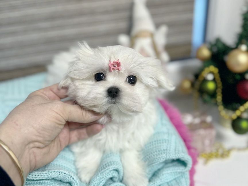 Лялечнач мини девочка Кореянка мальтезе