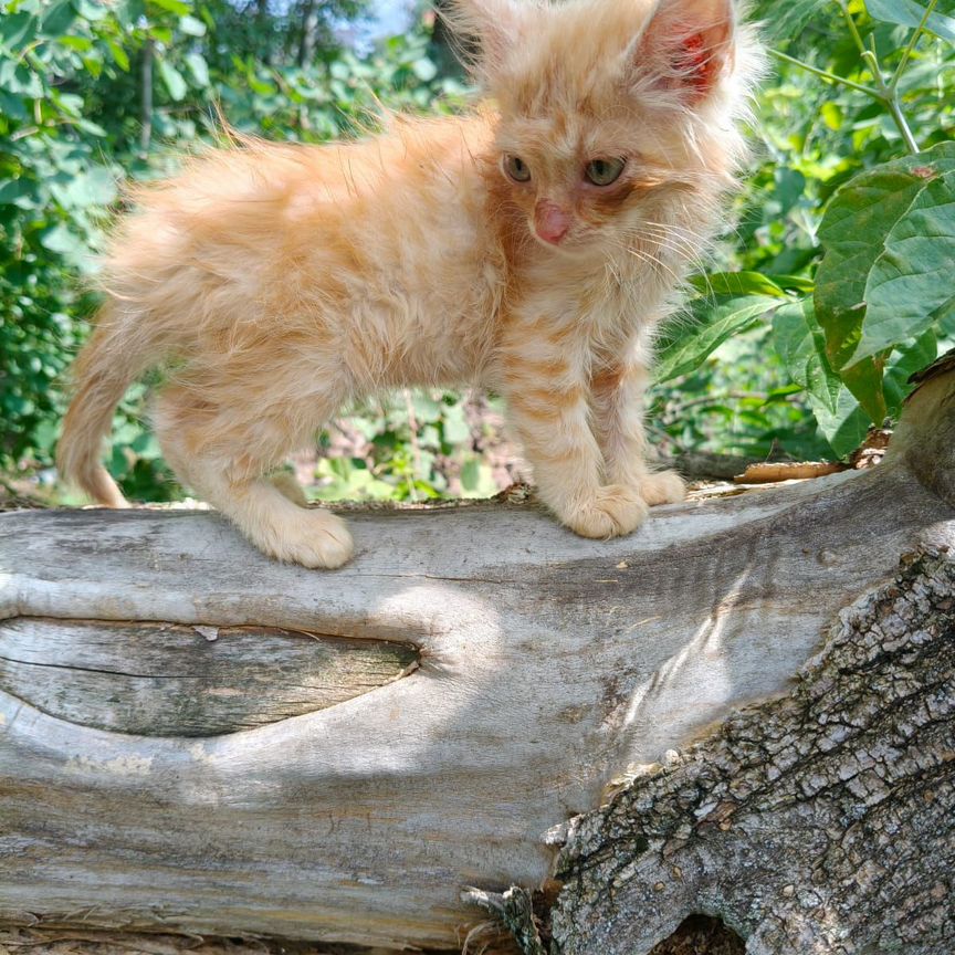 Котята в добрые руки бесплатно