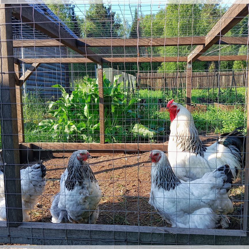 Семья Брама Колумбийская