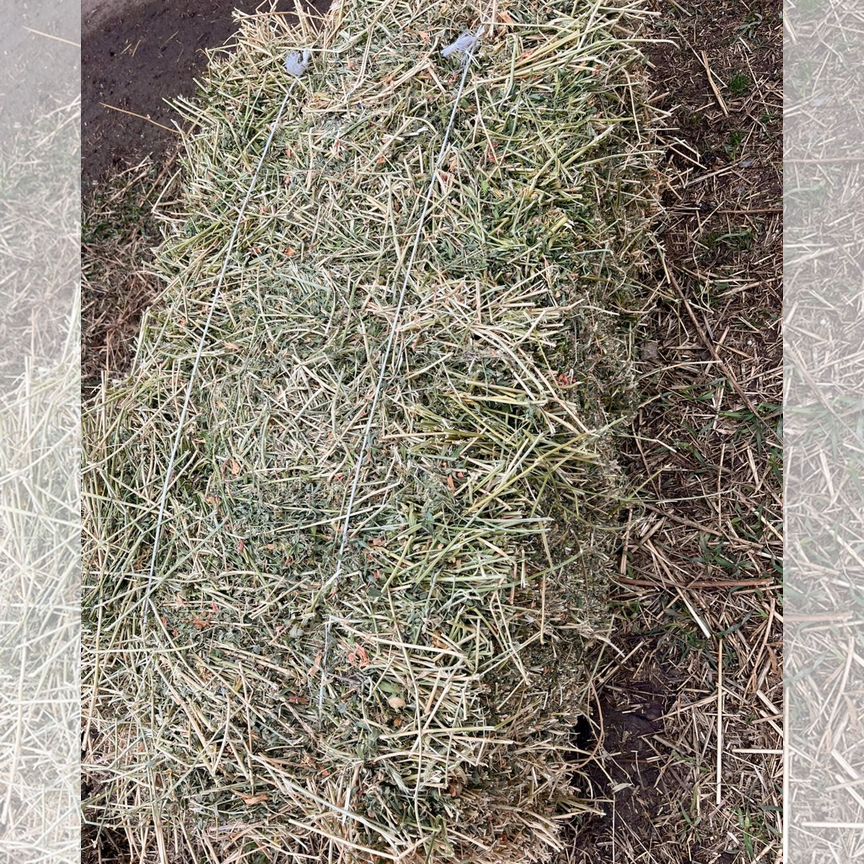 Сено Люцерны