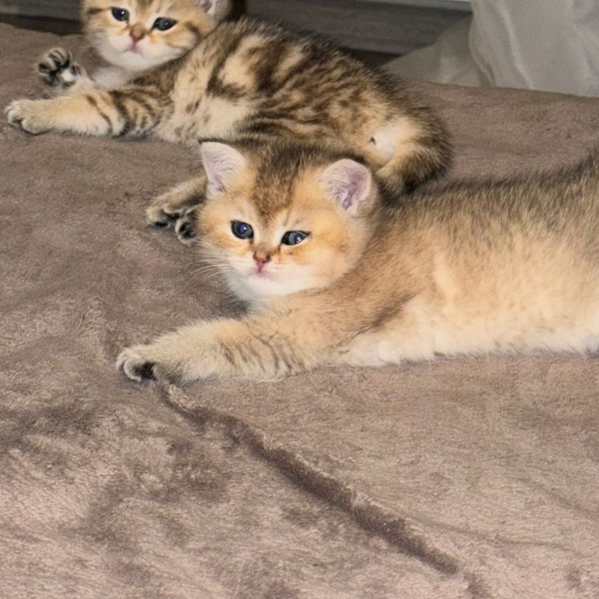 Котёнок британец