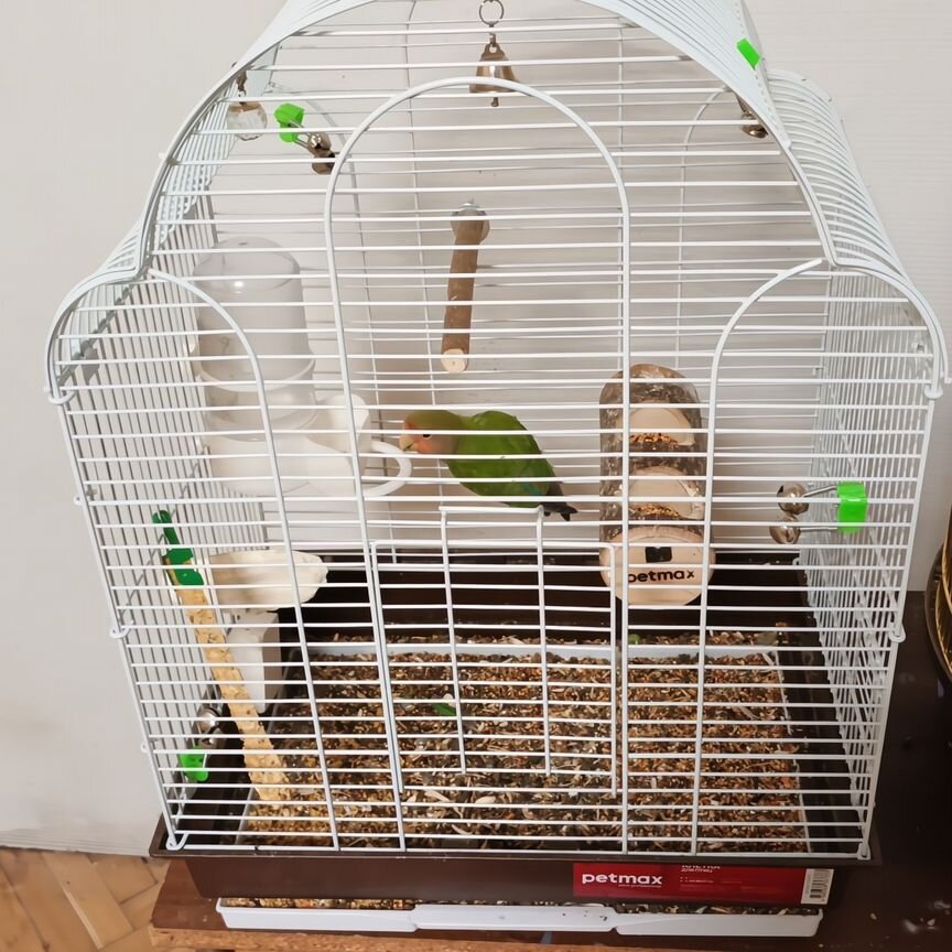 Попугай неразлучник