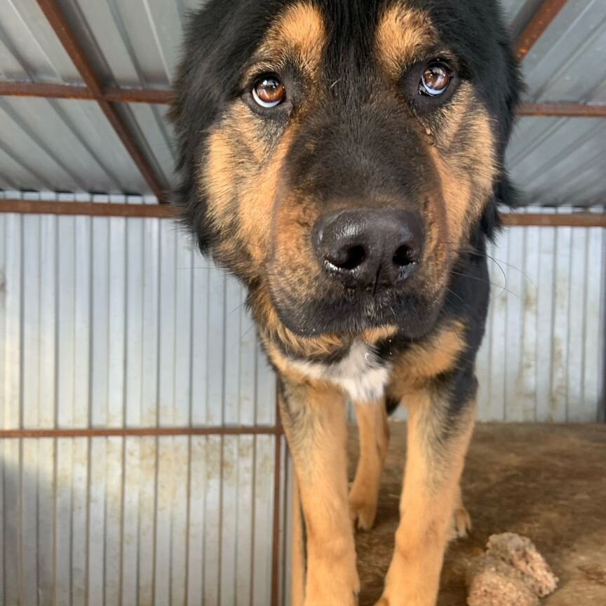 Осиротевший песик. томас