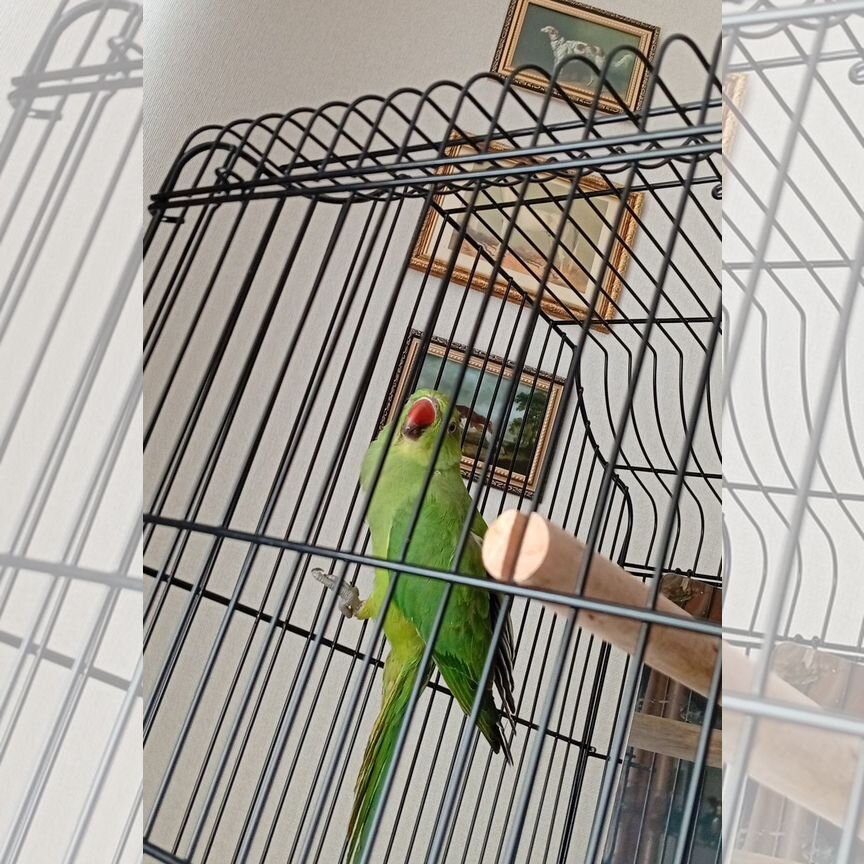 Ожереловый попугай