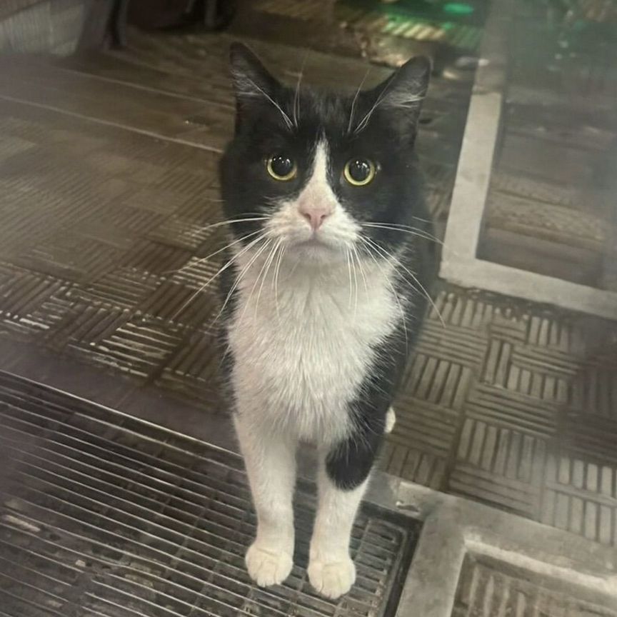 Взрослый кот в добрые руки