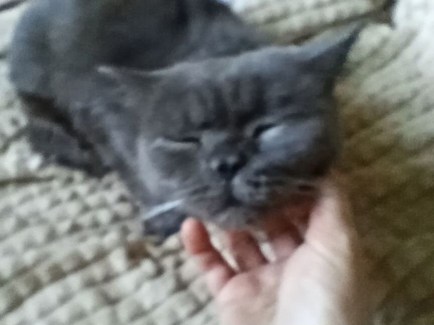 Найден котик Британец