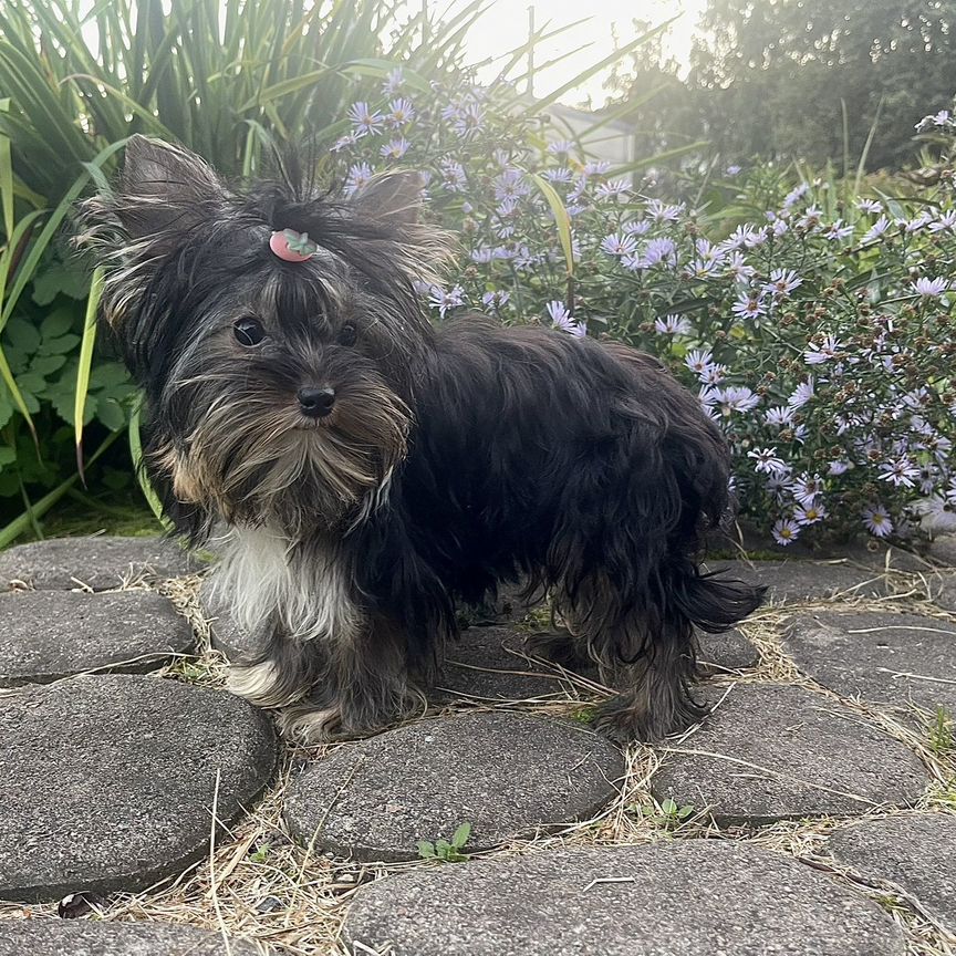 Маленькая черная девочка