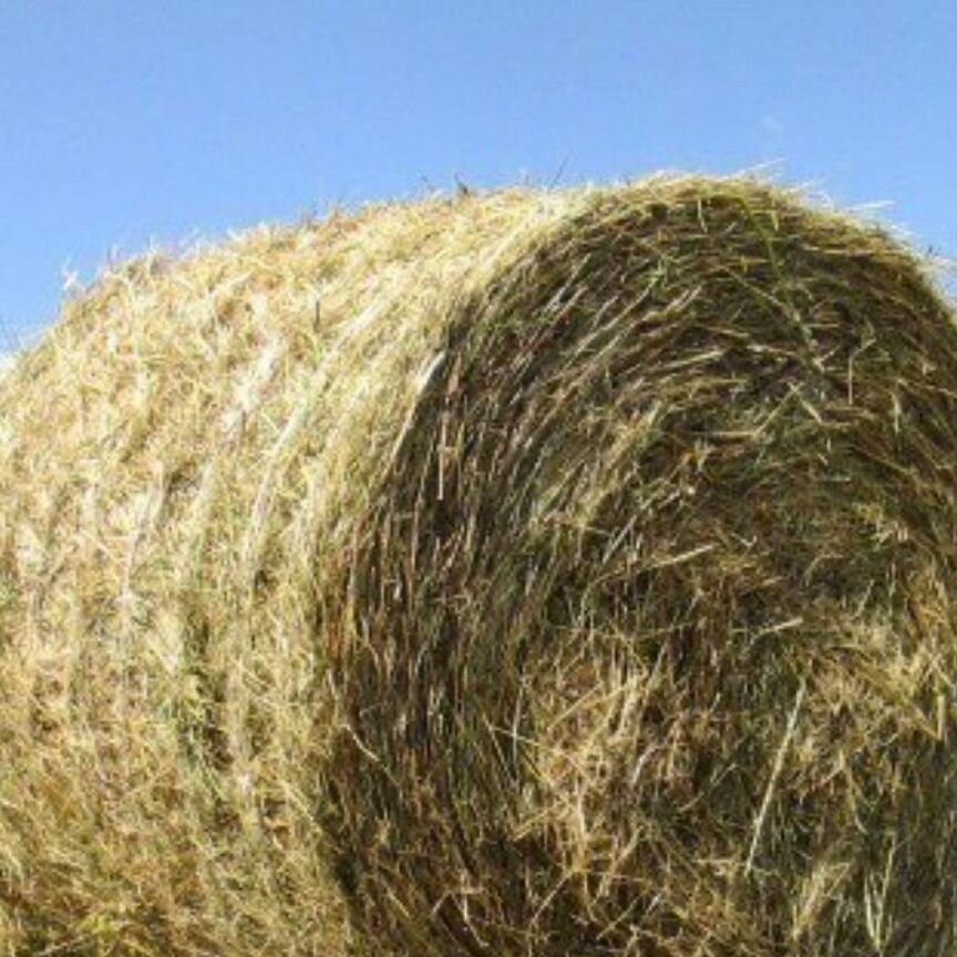 Сено в рулонах эспарцет медовый