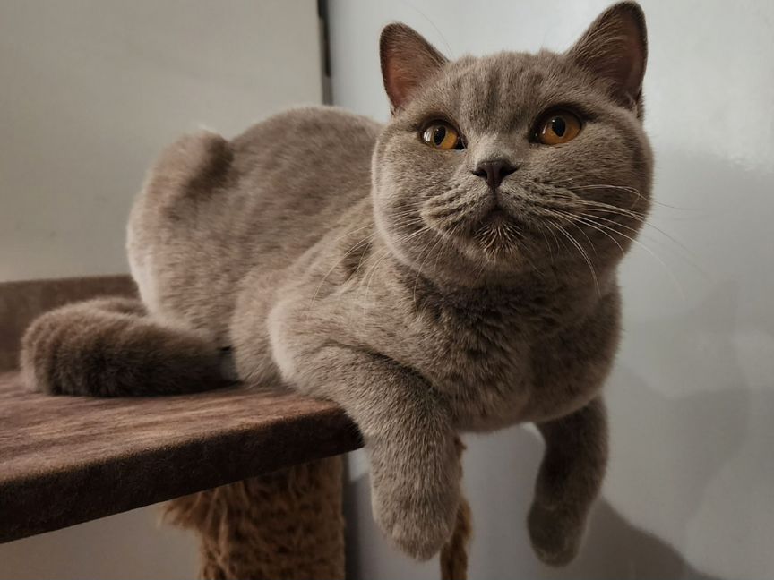 Британская WCF