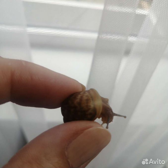 Улитки ахатины