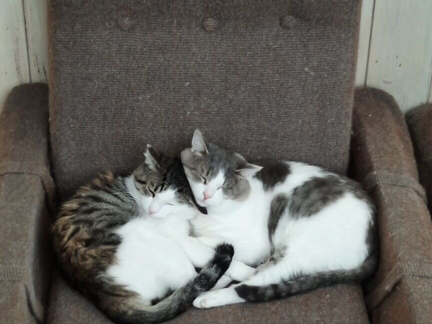Кошки в добрые руки бесплатно