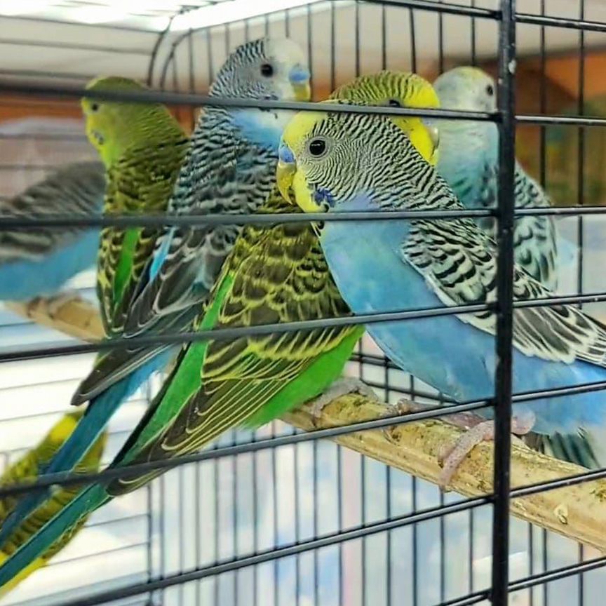 Птенцы волнистый попугай