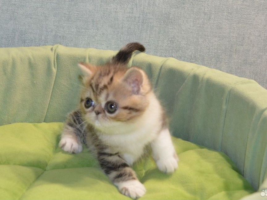 Малышка Фенечка