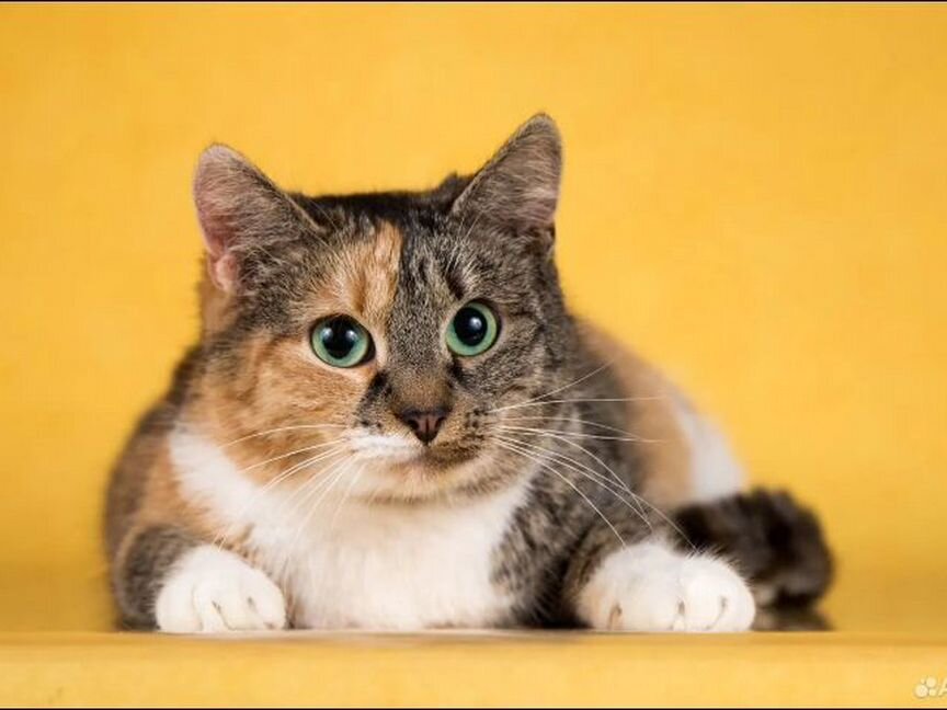 Спасите кошачью душу