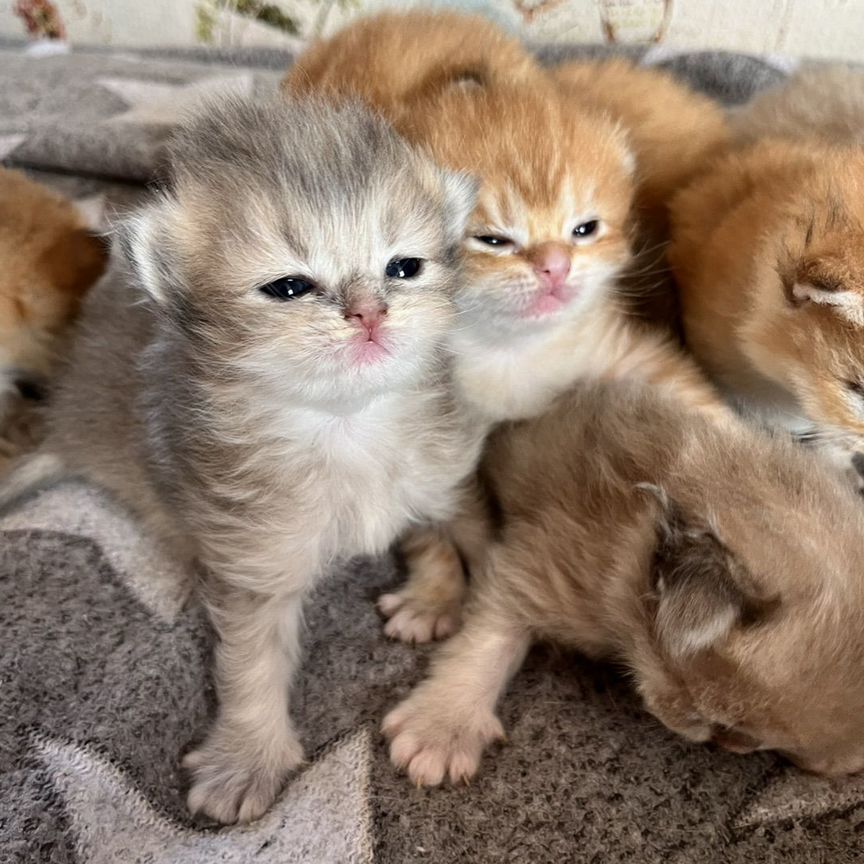 Котятки британские