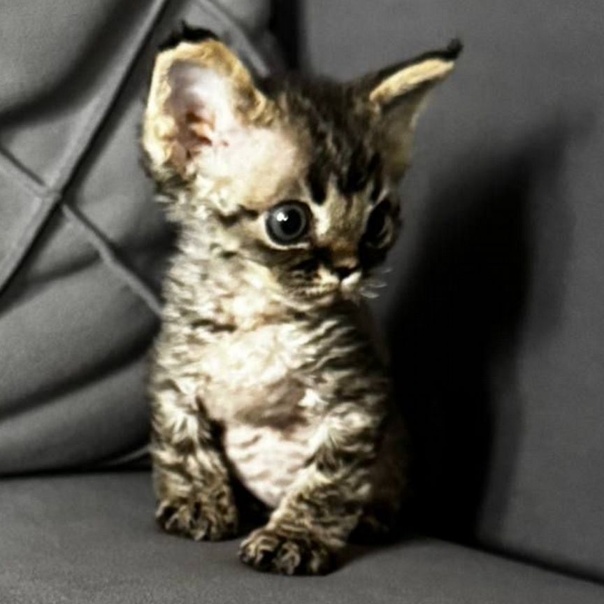 Девон-рекс котёнок