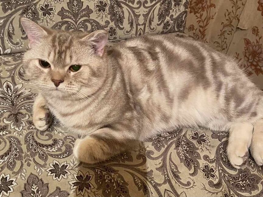 Британская