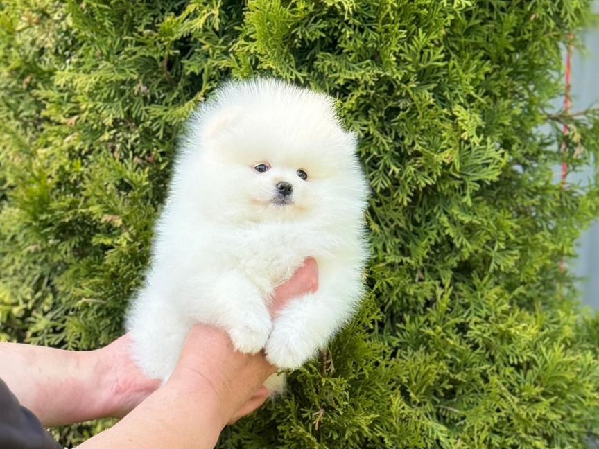 Белые мини мишки померанского шпица