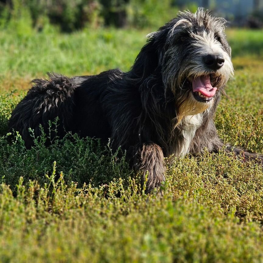 Собака Шэлби