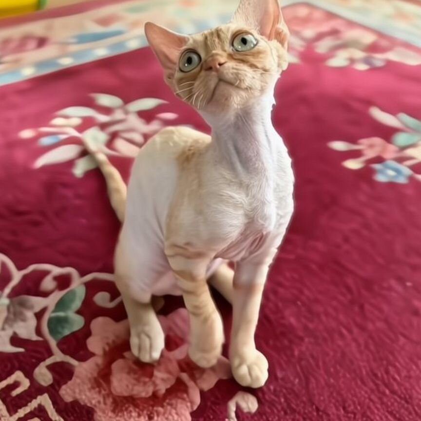 Девон-рекс котёнок