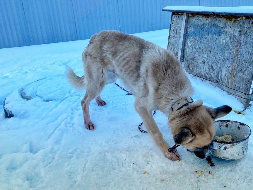 Собака в беде в добрые руки