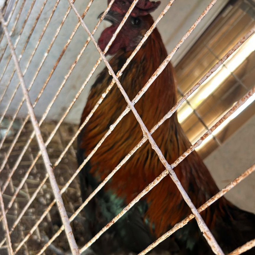 Петух