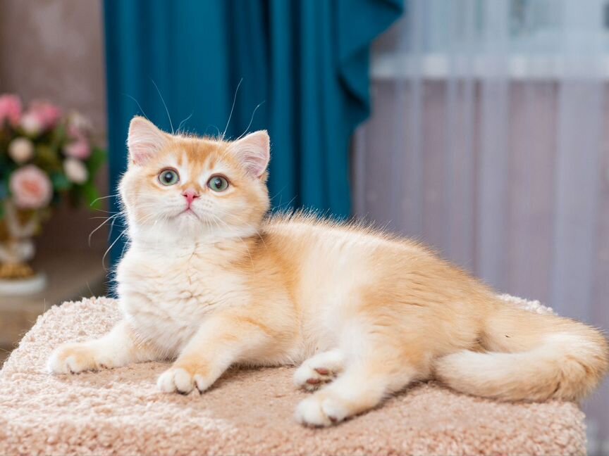 Котик шоколадная шиншилла шелл