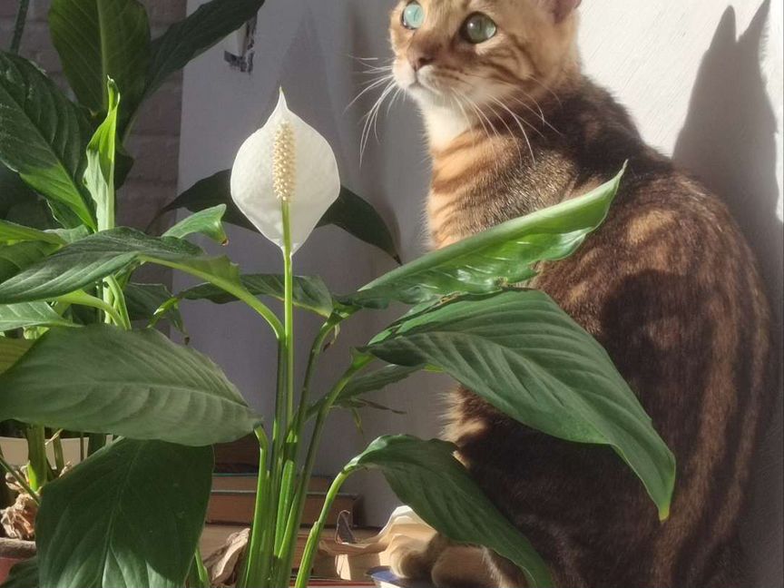 Бенгальская кошка в добрые руки