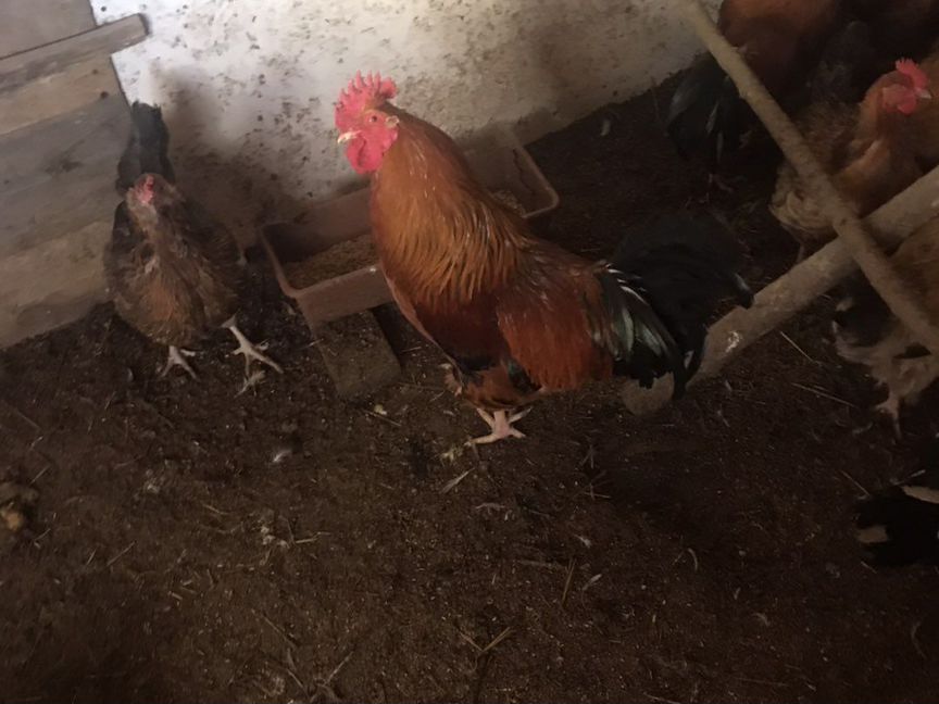 Продам Кучинского петуха
