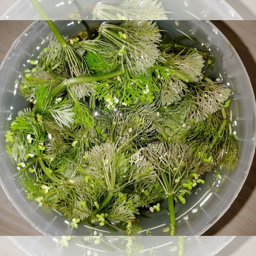 Аквариумная прополка