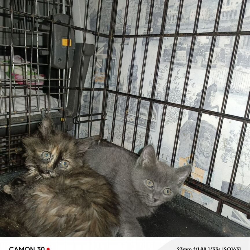 Спасите котят