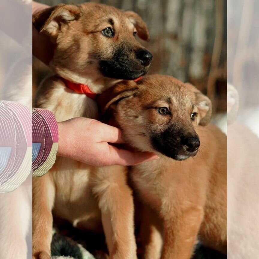 Щенки-малыши 3 мес. Девочки