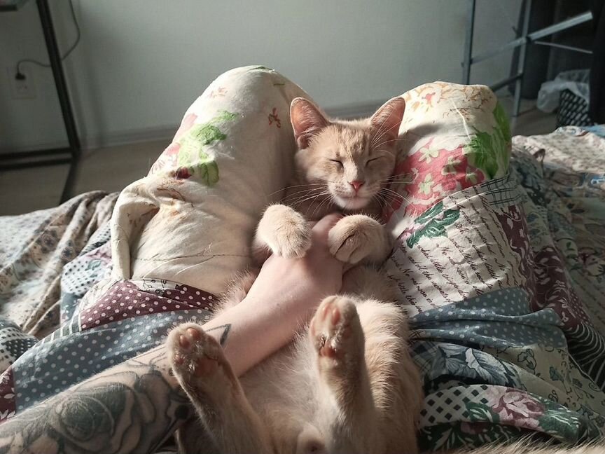 Котенок в дар