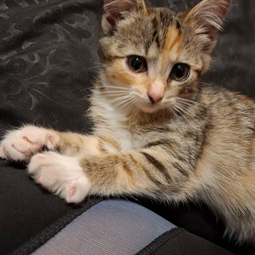 Кошечка 2 месяца бесплатно