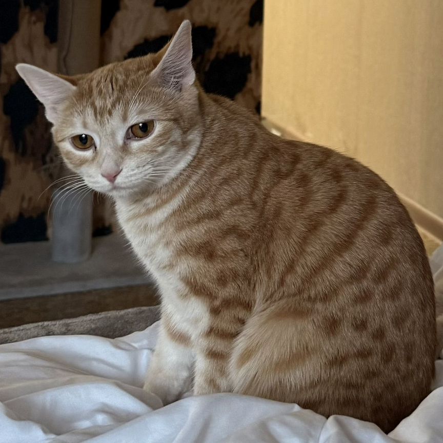 Курильский бобтейл короткошёрстный котёнок