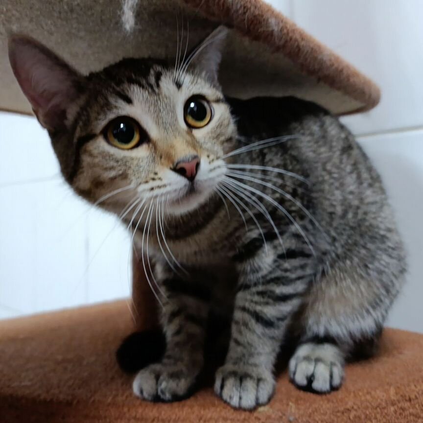 Котёнок в добрые руки