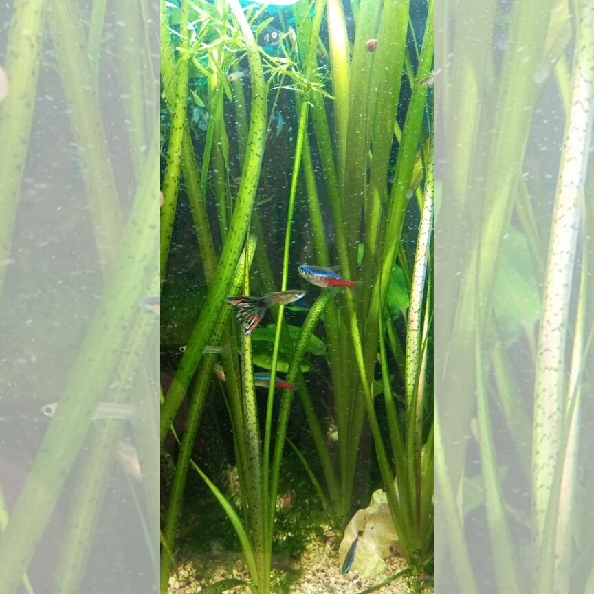 Валиснерия тигровая растение для аквариума