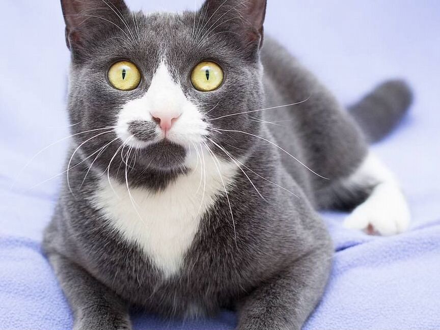 Кошку выбросили в подъезд