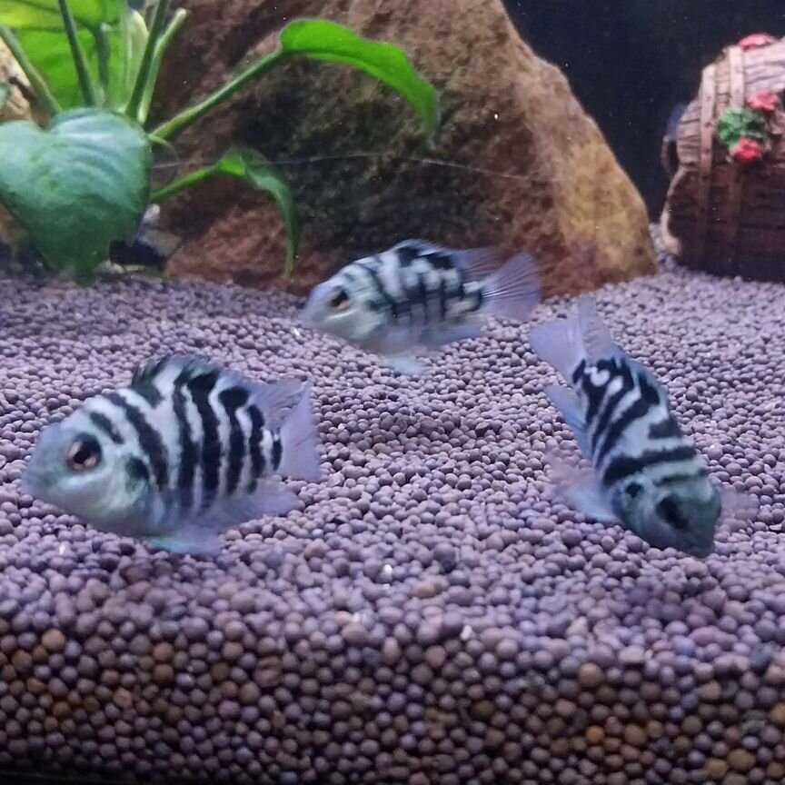 Цихлида сапфировый попугай