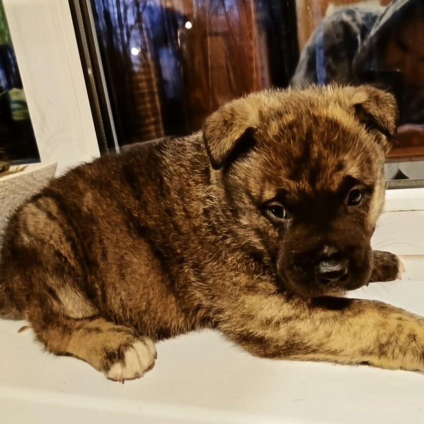 Американская акита, щенок