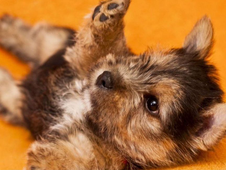 Щеночки Йорики