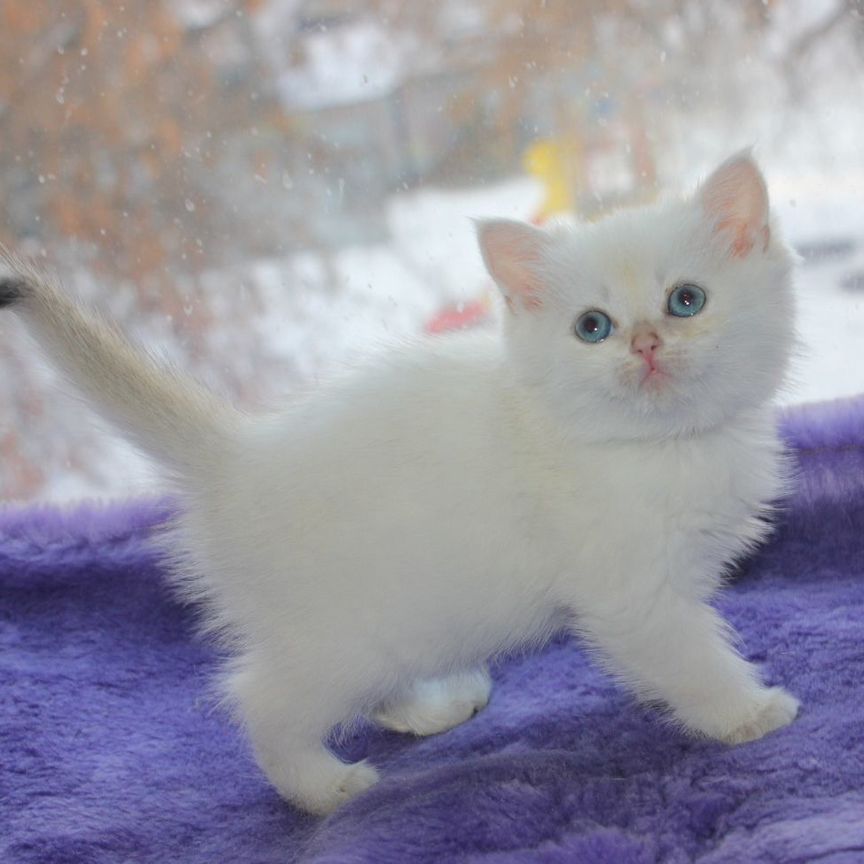 Шотландская девочка