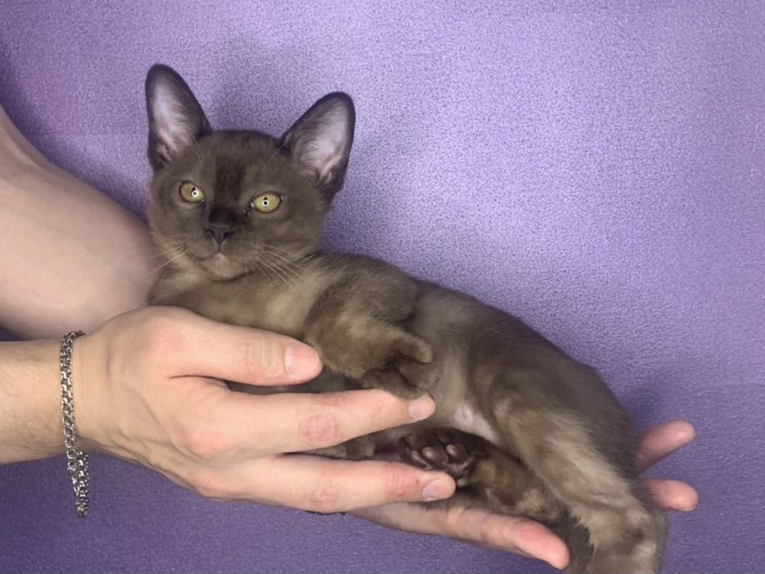 Бурманские котята