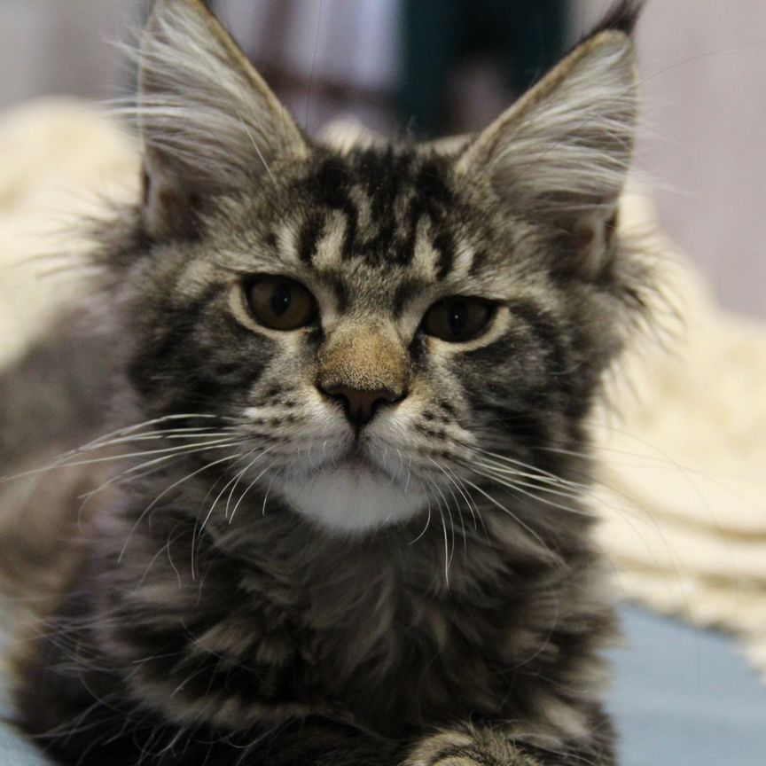 Котята мейн-кун