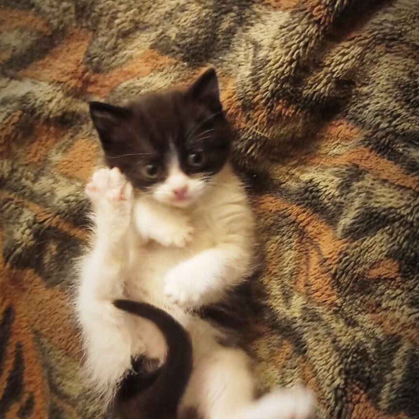 Котёнок от частного владельца